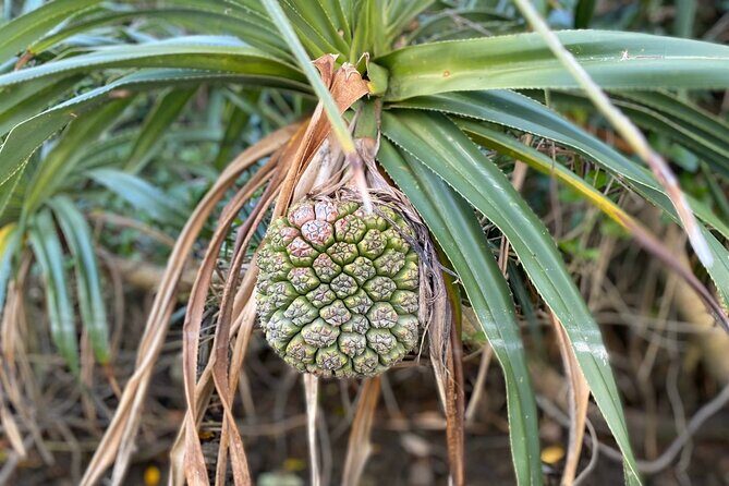 Mangrove SUP in Okinawa - Final Thoughts