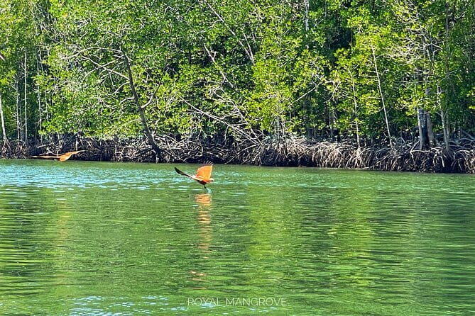 Mangrove Tour with Snorkelling - Introduction: A Quick Dive into Nature’s Beauty in Langkawi