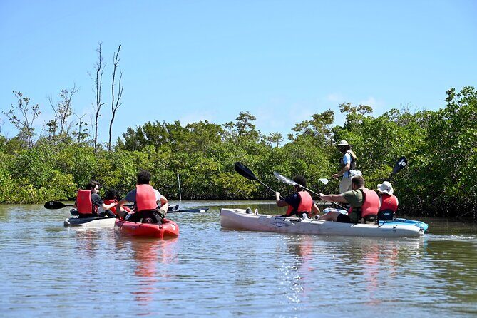 Mangrove Tunnel Kayak Eco Tour - Additional Details and Practical Tips