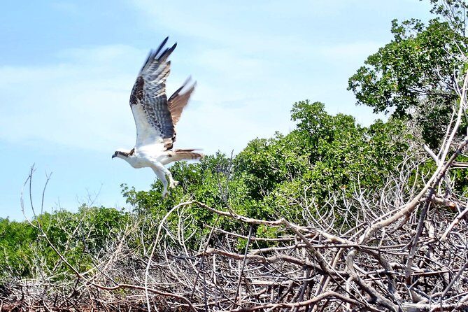 Mangrove Tunnel Kayak Eco Tour - Authentic Experiences from Travelers