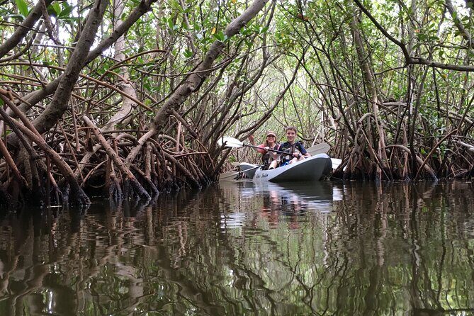 Mangrove Tunnels, Dolphins, Manatee Tour #1 Rated in Cocoa Beach - What You Can Expect from the Tour