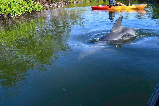 Mangrove Tunnels & Mudflats Kayak Tour - Local Biologist Guides - The Value Proposition