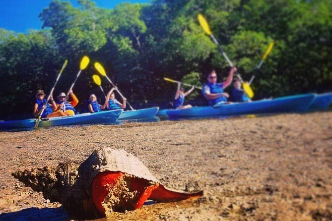 Mangrove Tunnels & Mudflats Kayak Tour - Local Biologist Guides - Who Will Love This Tour