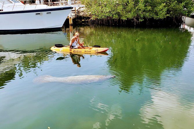 Mangroves and Manatees - Guided Kayak Eco Tour - Why People Love This Tour