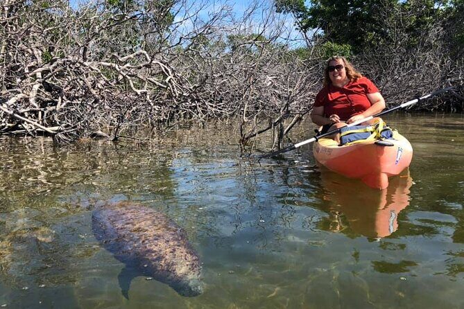 Mangroves and Manatees - Guided Kayak Eco Tour - The Experience of a Lifetime for Nature Lovers