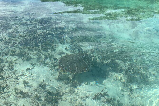 Mangroves Kayak Tour - Who Will Love This Tour?