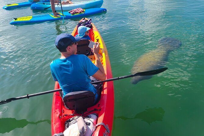 Mangroves, Manatees, and a Hidden Beach: Kayak Tour - A Close-Up Look at Sarasotas Coastal Ecosystem