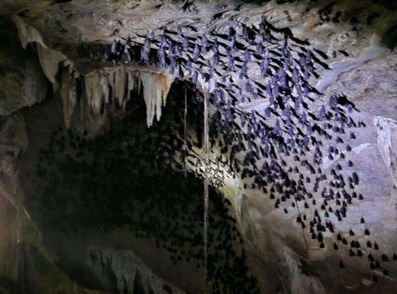 Mangrovetour Sharing Package - Lunch include in Langkawi - Frequently Asked Questions