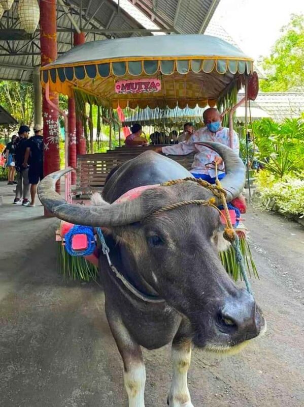 Manila: Villa Escudero Waterfalls w/Lunch & Private Car - FAQ