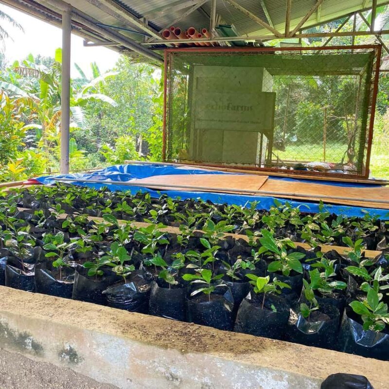 MANILA:Coffee Farm Tour with Coffee bean picking - Key Points