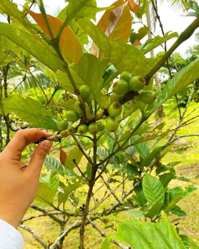 MANILA:Coffee Farm Tour with Coffee bean picking - Introducing the Coffee Experience Near Manila