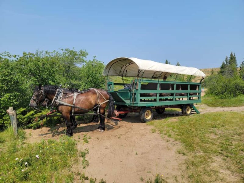 Manitoba: Horse-Drawn Wagon Ride in Spruce Woods Park - Analyzing Value: Is It Worth the Price?