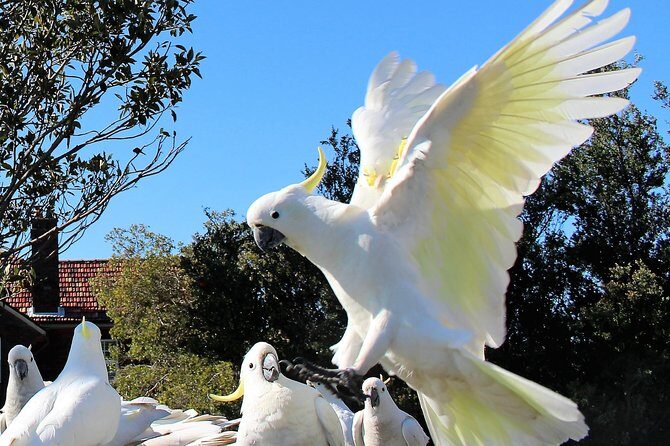 Manly and more private tour - Frequently Asked Questions