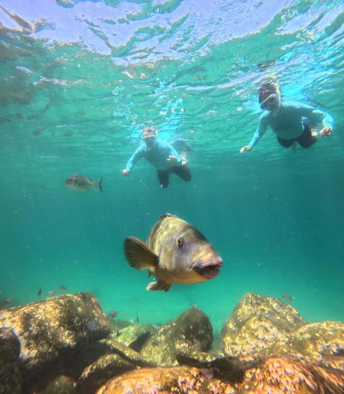 Manly Beach Guided Snorkeling Tours - Who Should Consider This Tour?