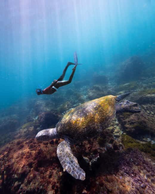 Manly: Beginner Freediving: Breath-Hold & Ocean Exploration - Introduction: A Fresh Take on Ocean Exploration