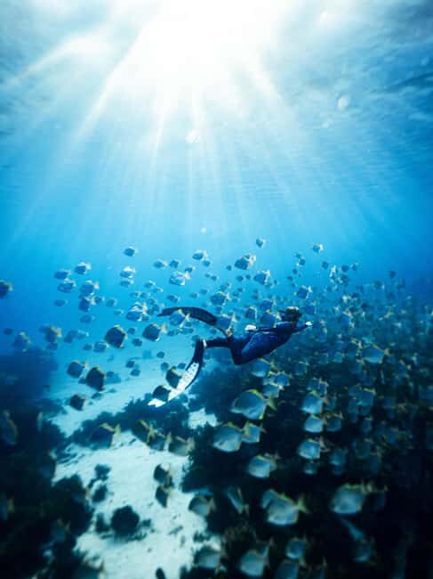 Manly: Beginner Freediving: Breath-Hold & Ocean Exploration - The Experience: Practical and Sure-Footed