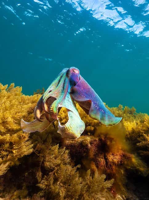 Manly: Beginner Freediving: Breath-Hold & Ocean Exploration - Pricing and Value: More Than Just a Class