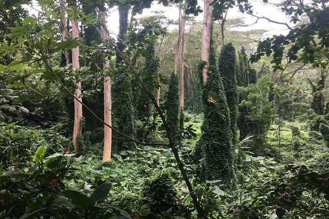 Manoa Falls-Electric Bike to Hike Experience Local meal included - Who Should Consider This Tour?