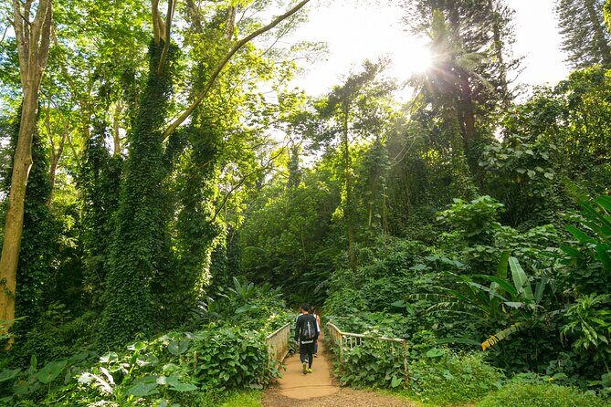 Manoa Waterfall Hike From Waikiki With Healthy Lunch Included - What the Reviews Tell Us