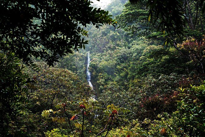 Manoa Waterfall Hike From Waikiki With Healthy Lunch Included - The Sum Up
