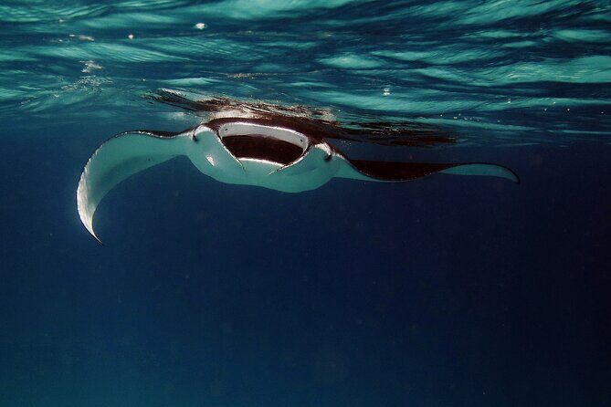 Manta Mania - Manta Ray Night Snorkel - Small-Group Experience In Kona, Hawaii - An In-Depth Look at Manta Ray Night Snorkeling in Kona