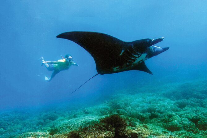 Manta Ray Experience - Key Points