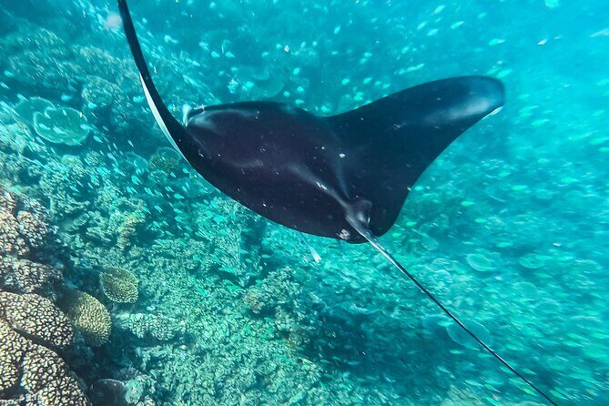 Manta Ray Experience - Authentic Perspectives from Past Travelers