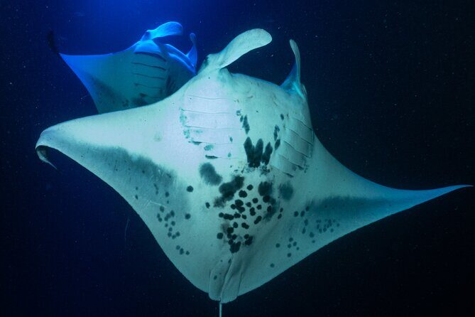 Manta Ray Night Snorkel Adventure in Kailua-Kona - A Detailed Look at the Kailua-Kona Night Snorkel Adventure