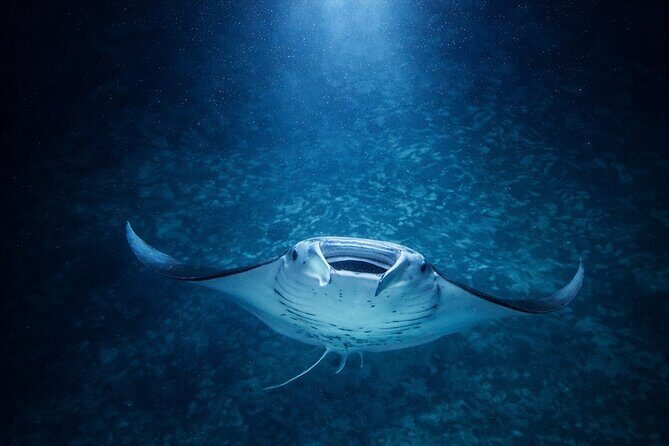 Manta Ray Night Snorkel Adventure in Kailua-Kona - FAQs