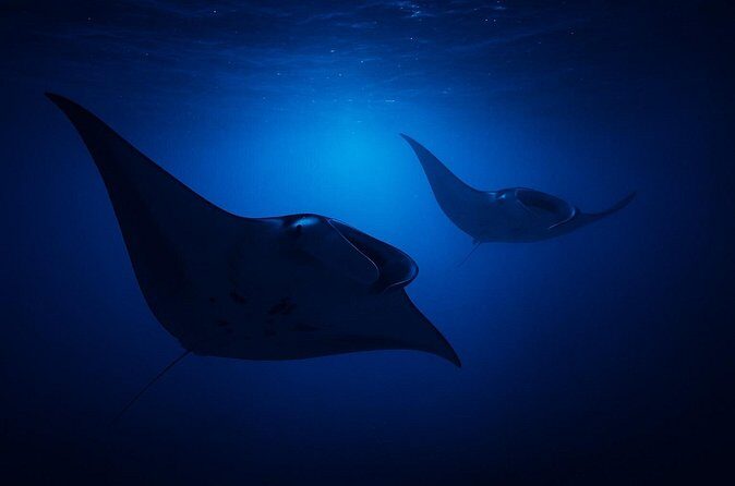 Manta Ray Night Snorkel Adventure in Kailua-Kona - The Sum Up