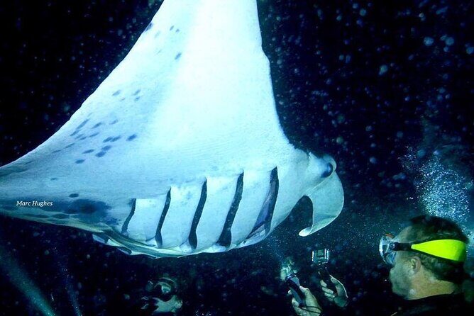 Manta Ray Night Snorkel and Dive - The itinerary: what to expect