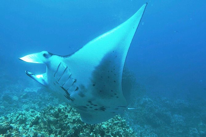 Manta Ray Night Snorkel at Kona, Big Island - How We See It: Manta Ray Night Snorkel at Kona, Big Island