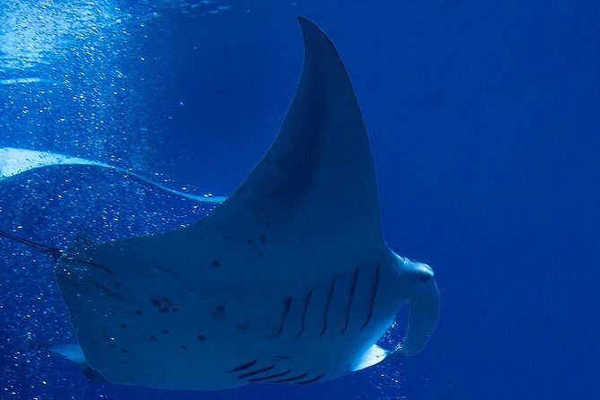 Manta Ray Night Snorkel at Kona, Big Island - Key Points