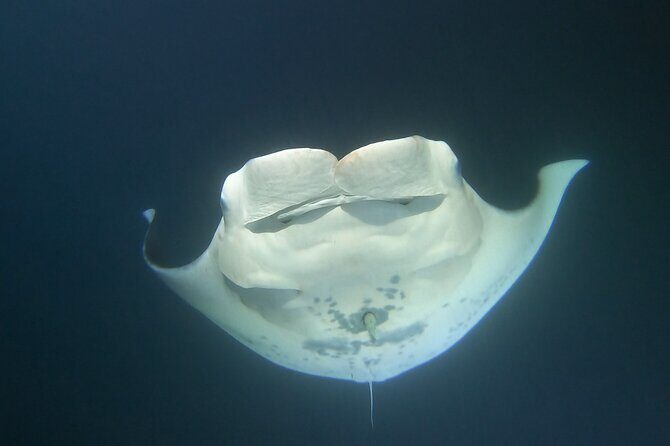 Manta Ray Night Snorkel at Kona, Big Island - Who Should Consider This Tour?