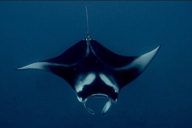 Manta Ray Night Snorkel Experience of a Lifetime - Key Points