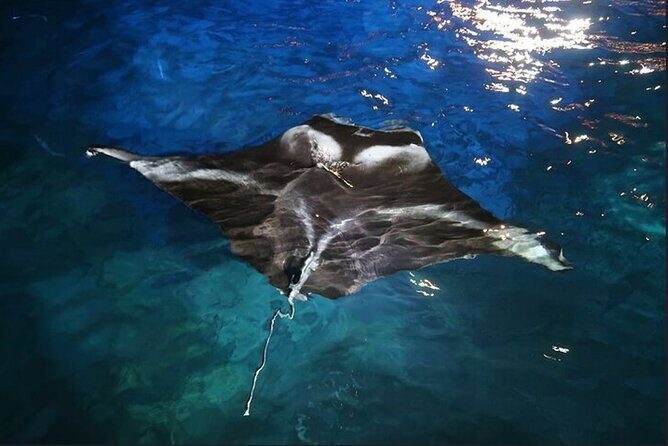 Manta Ray Night Snorkel Experience of a Lifetime - The Itinerary and What to Expect