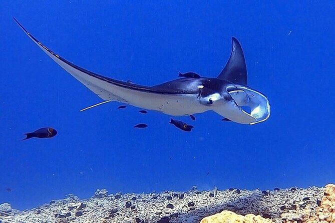 Manta Ray Night Snorkel Experience of a Lifetime - What’s Included and What’s Not