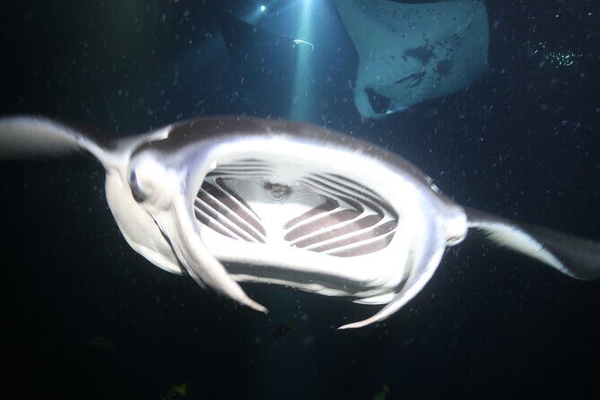 Manta Ray Night Snorkel Tour from Kona - The Sum Up: Who Should Consider This Tour?