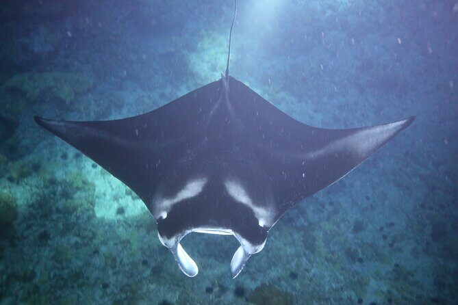 Manta Ray Night Snorkel Tour from Kona - FAQs