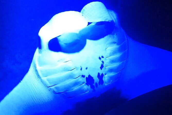 Manta Ray Night Snorkeling Adventure in Kailua-Kona - An In-Depth Look at the Manta Ray Night Snorkel Tour