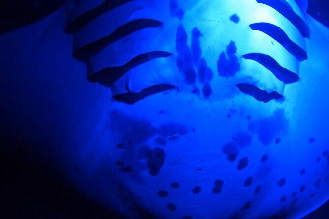 Manta Ray Night Snorkeling Adventure in Kailua-Kona - Frequently Asked Questions (FAQs)