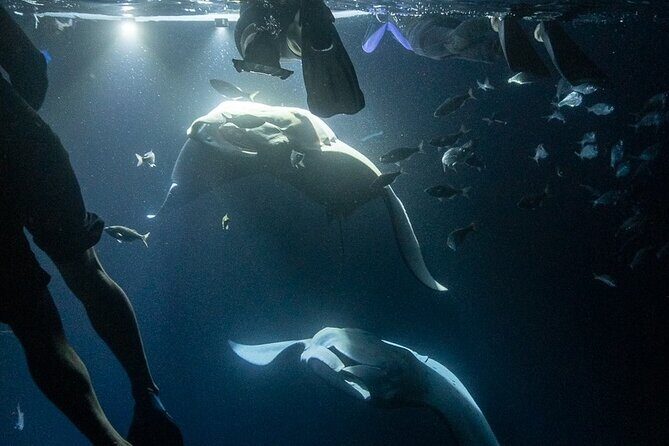 Manta Ray Snorkel Experience - The Experience Step-by-Step