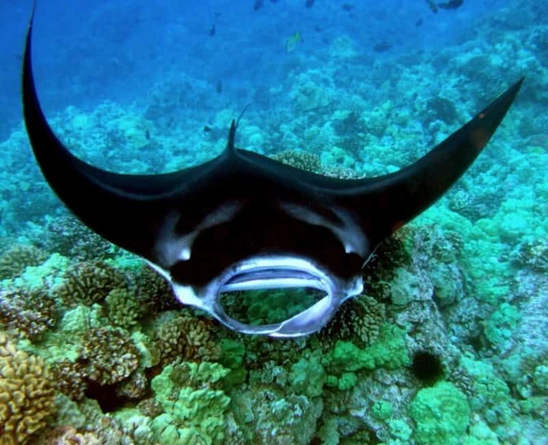 Manta Ray Snorkel in Kailua-Kona with Hot Cocoa - Key Points