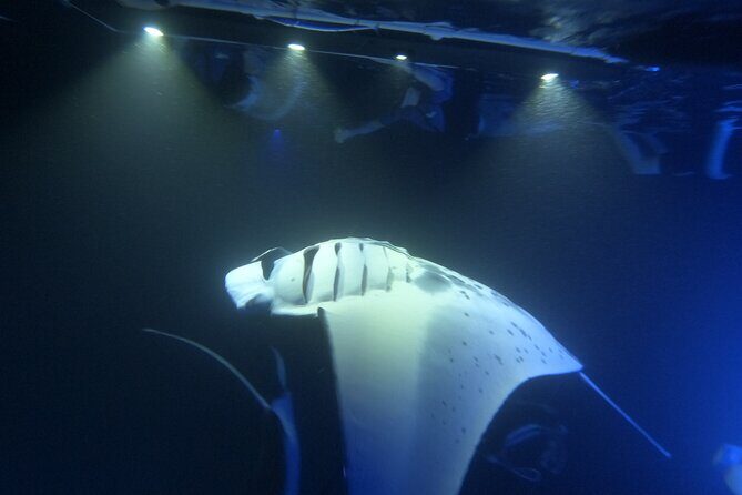 Manta Ray Snorkeling by Night in Kailua-Kona, Hawaii - Who Should Book This Tour?