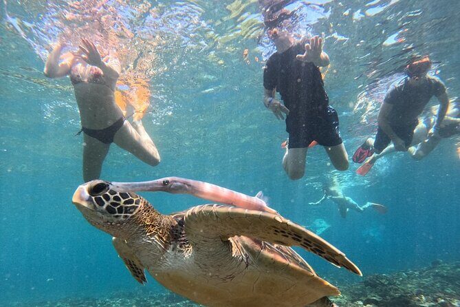 Manta Ray Snorkeling From Bali - Key Points