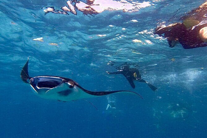 Manta Ray Snorkeling From Bali - An Introduction to This Nusa Lembongan Snorkeling Day