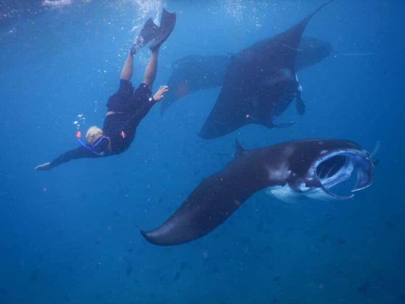 Manta Tour in Nusa Lembongan and Nusa Penida - Key Points