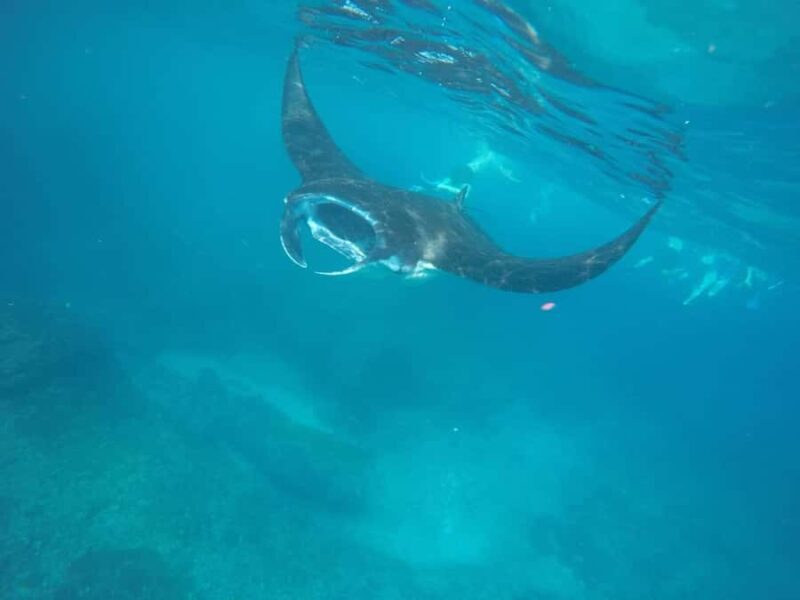 Manta Tour in Nusa Lembongan and Nusa Penida - The Experience in Detail