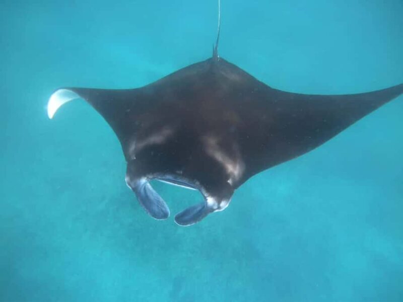 Manta Tour in Nusa Lembongan and Nusa Penida - Price and Overall Value