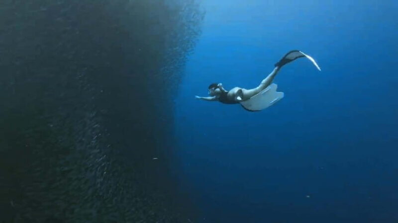 Mantayupan Falls & Moalboal: Snorkeling & Sardine Run Tour - Key Points
